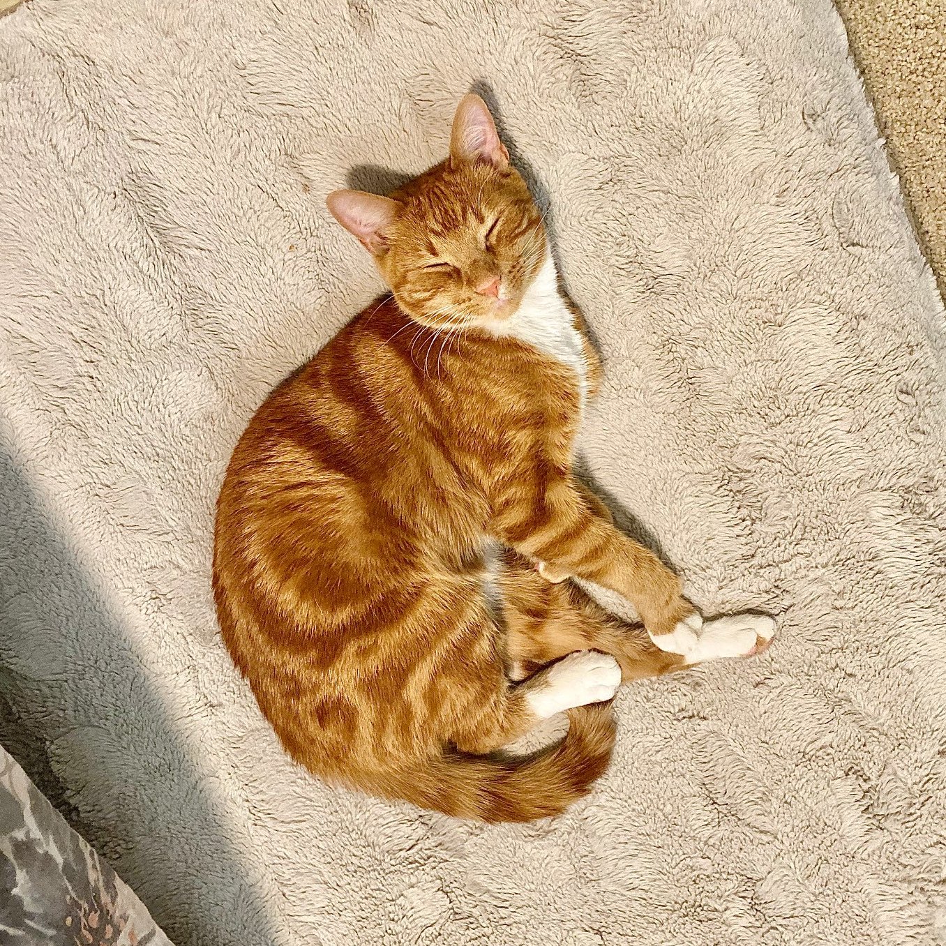 National Cat Day: PurrrkHub Edition - Stadia 4.0 Blog